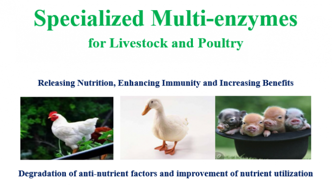 Animal Feed Compound Enzymes NSPase For Livestock And Poultry Nutrition