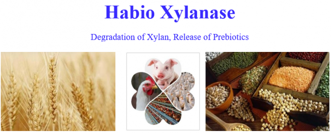 Feed Additive Xylanase Enzyme Powder Granule Liquid Degrades Xylan ...