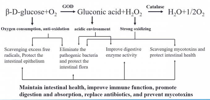 Bio Oxidase Glucose Oxidase Enzyme Powder/Granule/Liquid Alternative ...