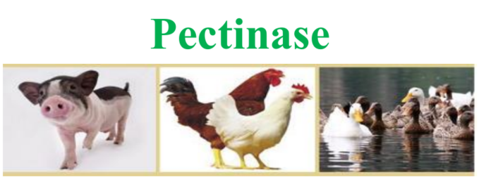 Habio Pectinase Powder Feed Enzyme Hydrolyzing Pectin And Fiber ...