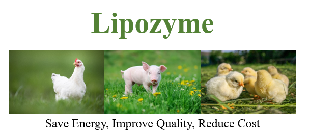 Habio Lipozyme 20,000u High Hydrolyzing Lipids Special For Animal Feed