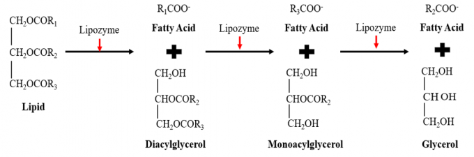 Habio Lipase Granule Lipozyme Enzyme Feed Grade 20,000u Increase ...