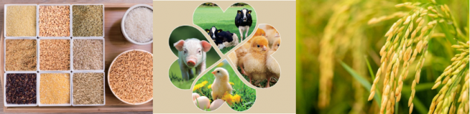 Degrade Mannan Beta Mannanase Enzyme Release Nutrients For Animal ...